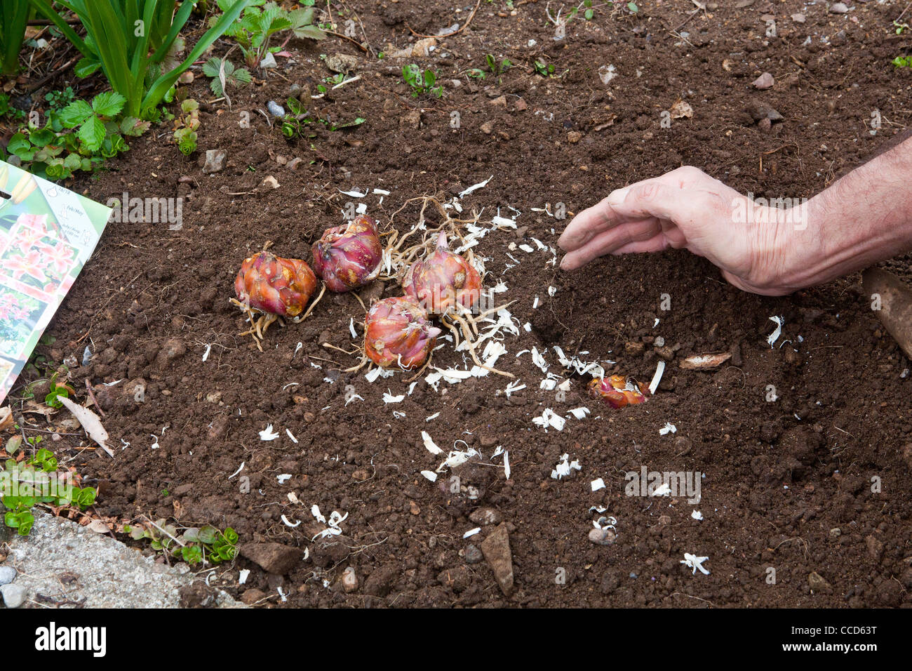Step by step flower planting hi-res stock photography and images - Alamy