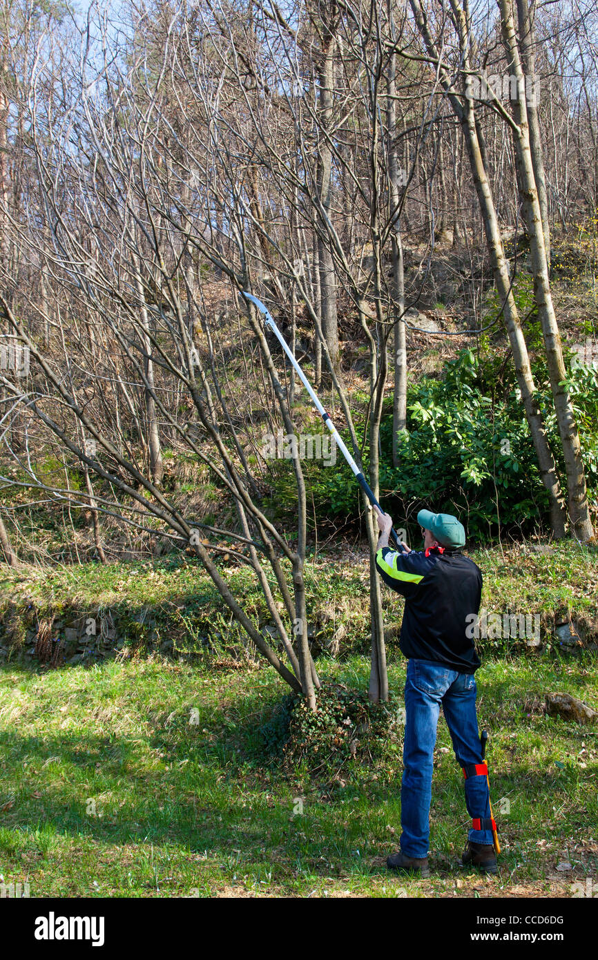 Pruning with telescopic saw Stock Photo - Alamy