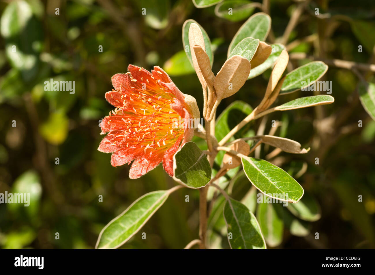 Diplolaena grandiflora hi-res stock photography and images - Alamy