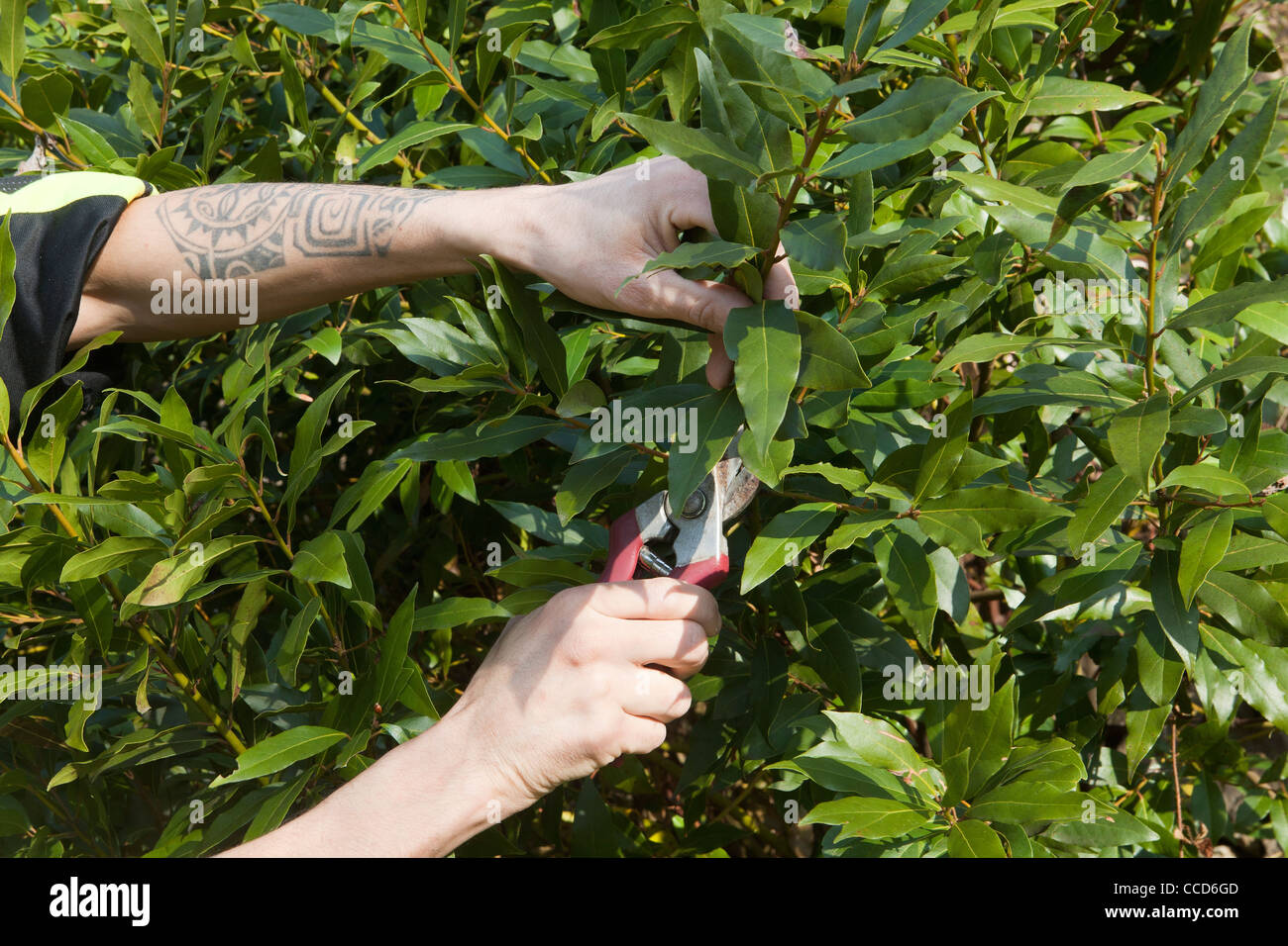 Pruning cherry with shears Stock Photo - Alamy