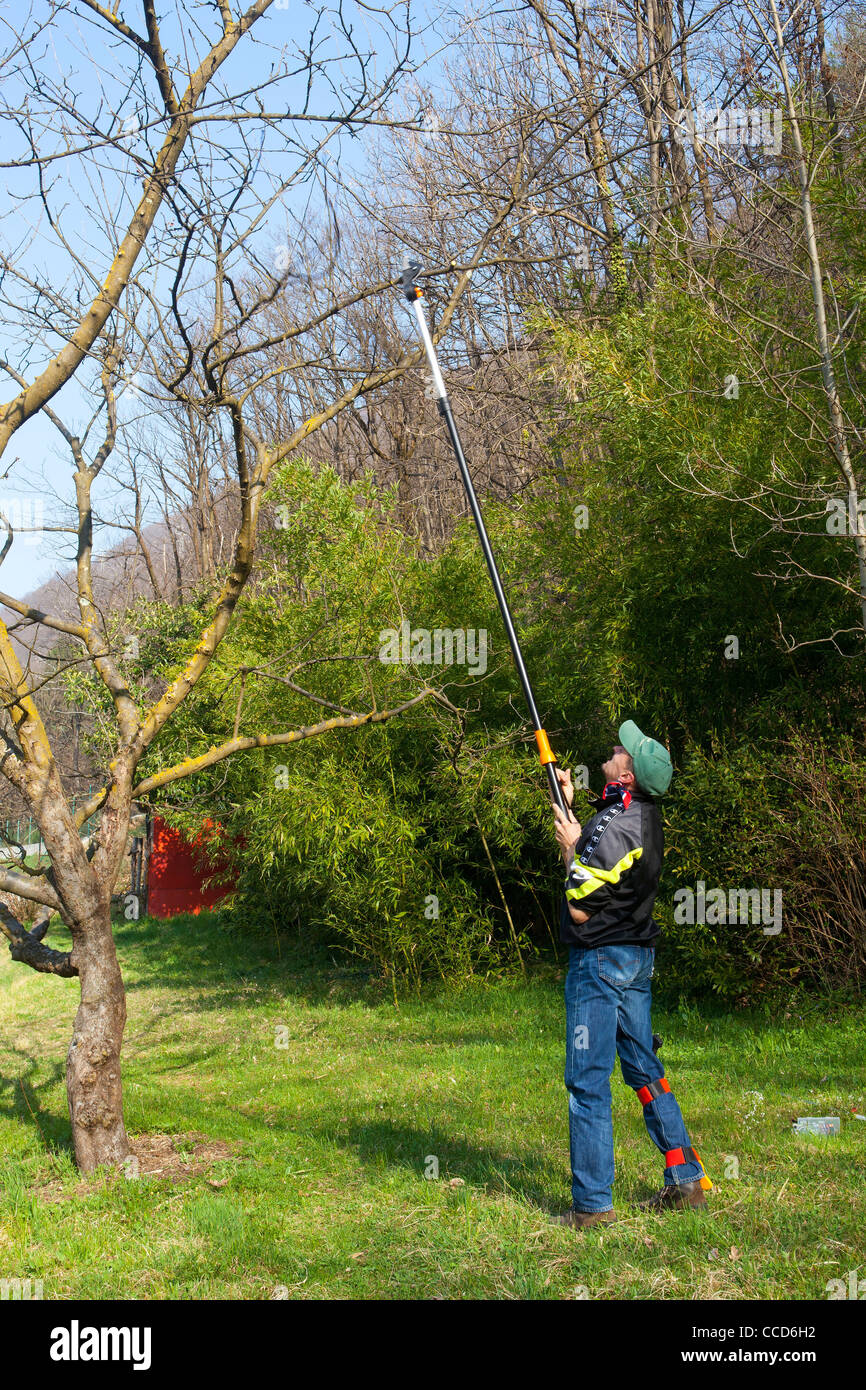 Pruning with a telescoping shears Stock Photo - Alamy