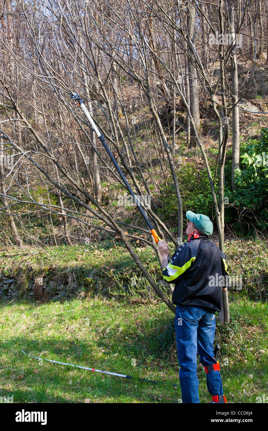 Pruning with telescopic saw Stock Photo - Alamy