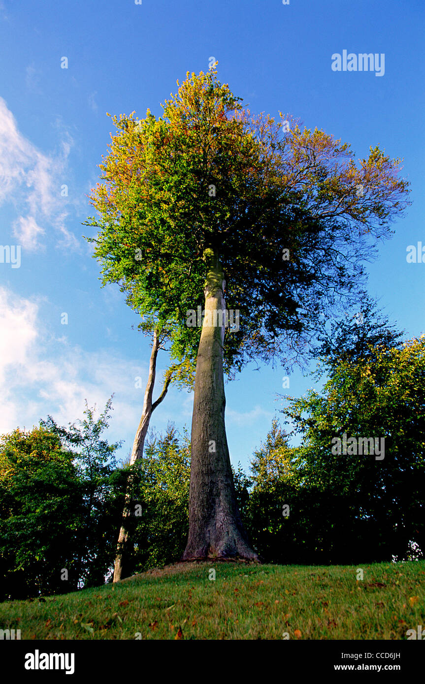 Tree in Season, Upper Malone, Belfast, Northern Ireland Stock Photo - Alamy