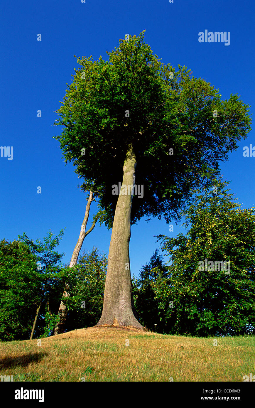 Tree in Season, Upper Malone, Belfast, Northern Ireland Stock Photo - Alamy
