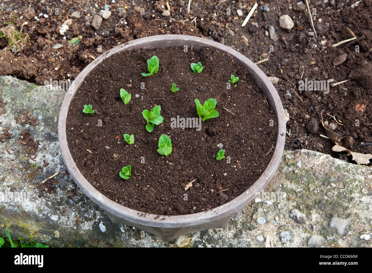 Propagation with roots in pots (mint), step 5, start after a few weeks ...