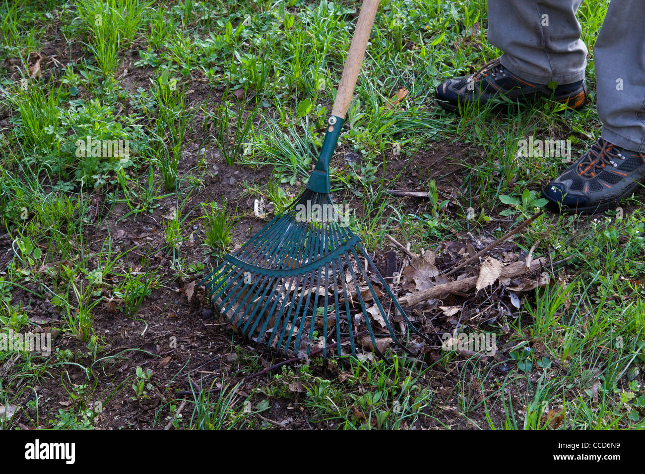 Removing dead branches and leaves with rake broom Stock Photo - Alamy