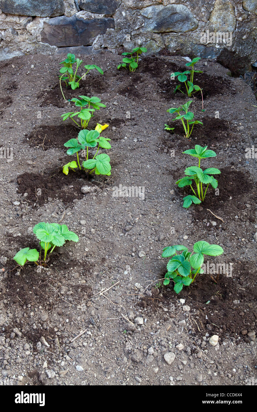 Step by step flower planting hi-res stock photography and images - Alamy