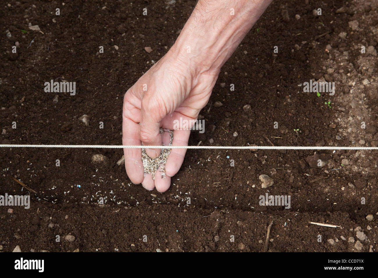 Garden rows of seeds hi-res stock photography and images - Alamy