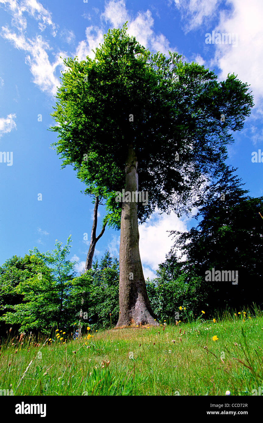Tree in Season, Upper Malone, Belfast, Northern Ireland Stock Photo - Alamy