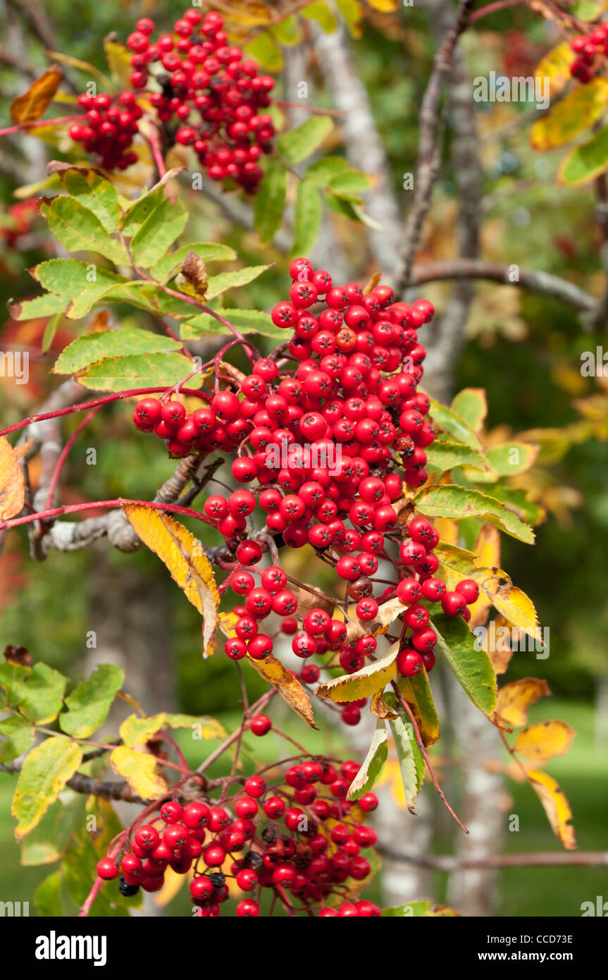 Rowan Trees Inverewe Gardens Poolewe Ross & Cromarty Highland Scotland ...