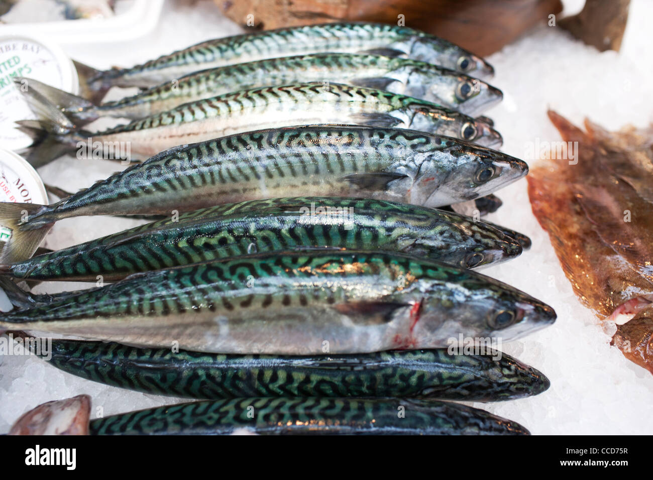 Fishmongers stall in a local food market Stock Photo - Alamy