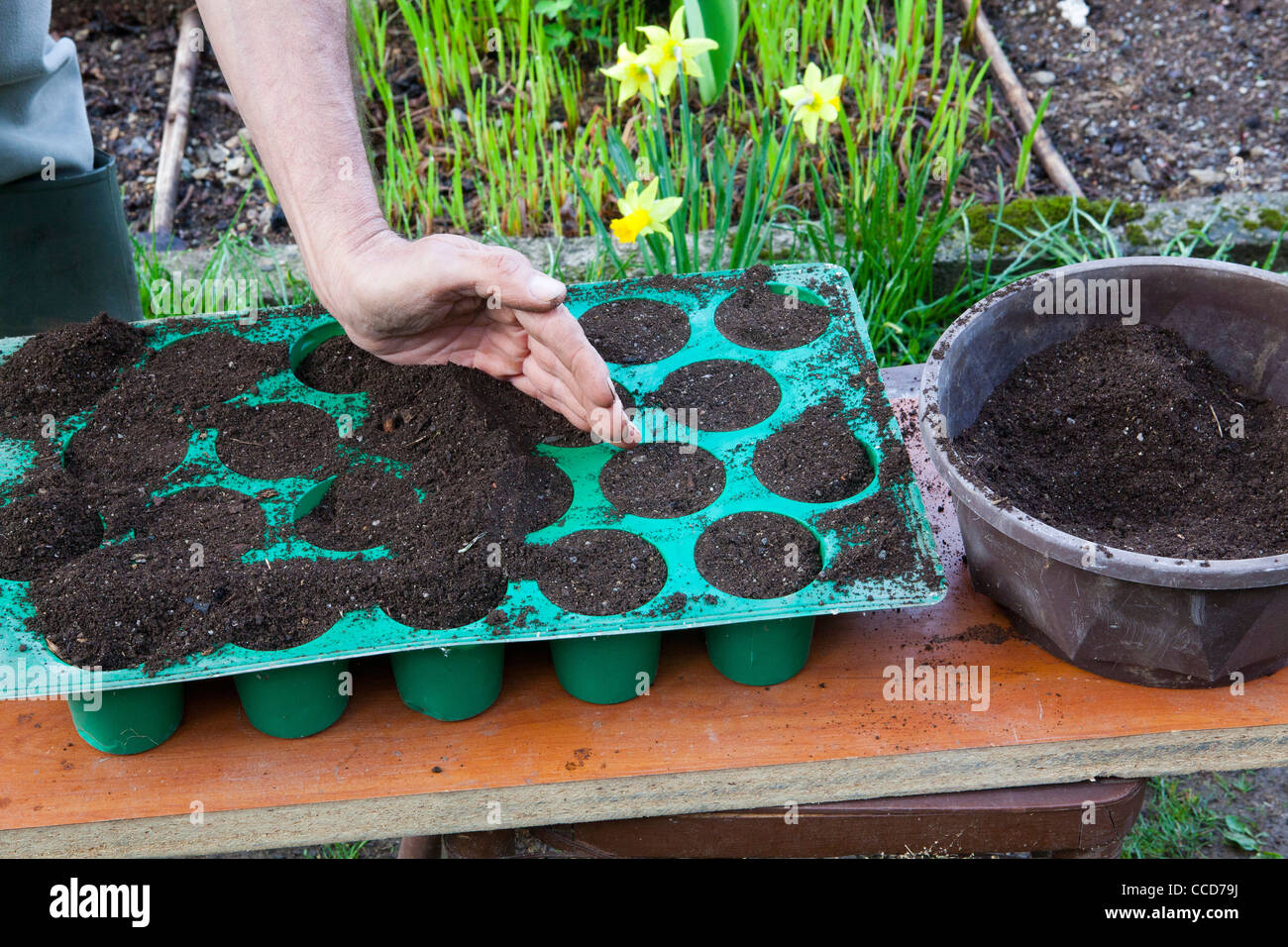 Seeding from seed in plastic plateau, step 2, removing the excess soil ...