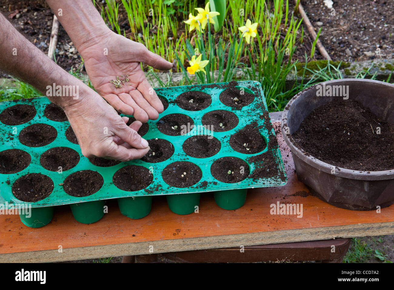 Seeding from seed in plastic plateau, step 4, placed 4 or 5 seeds each ...