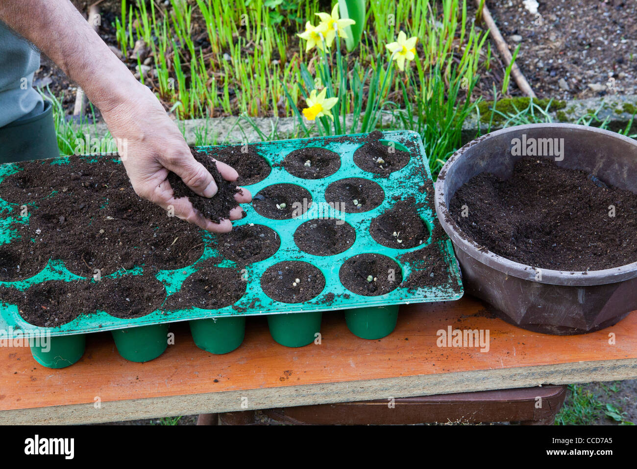 Seeding from seed in plastic plateau, step 5, cover with a thin layer ...