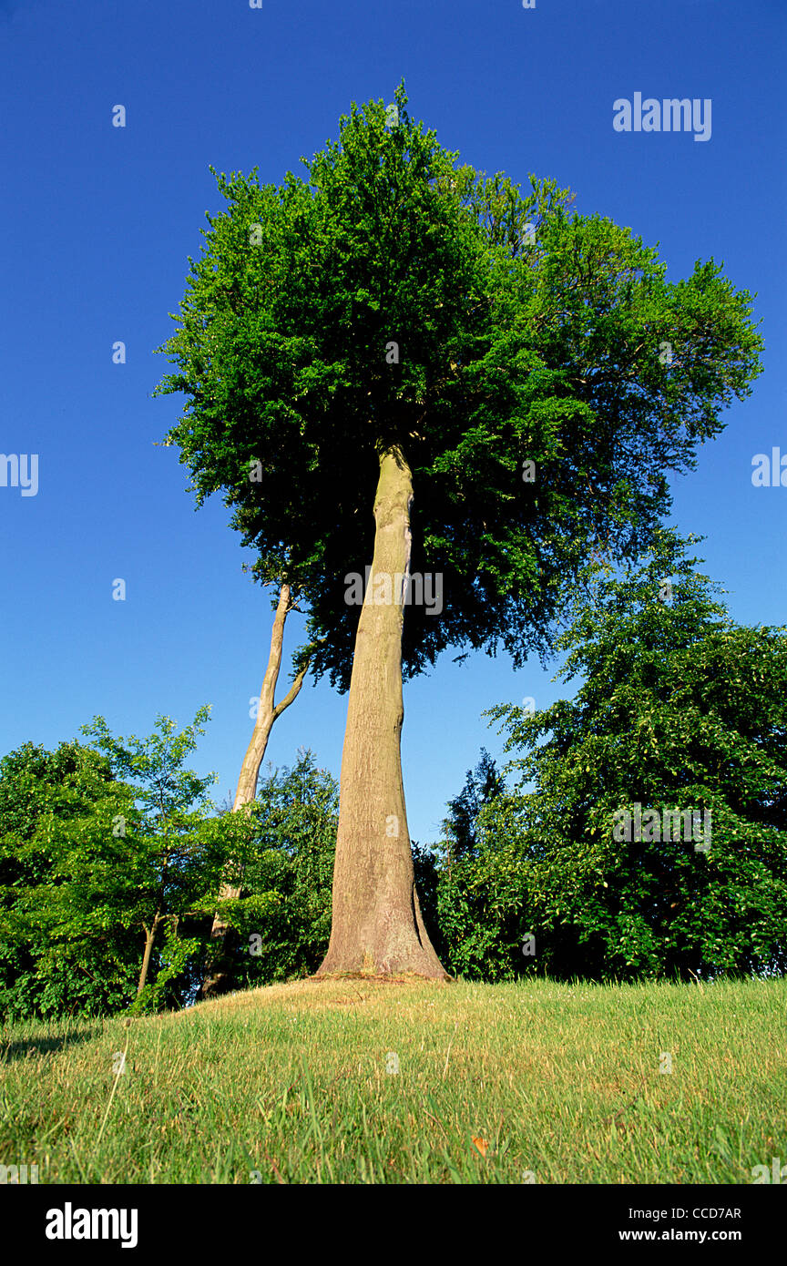Tree in Season, Upper Malone, Belfast, Northern Ireland Stock Photo - Alamy
