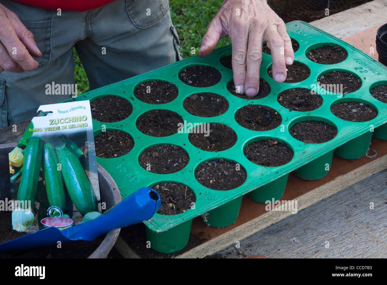 Seeding from seed in plastic plateau (zucchini), step 1, make a dimples ...
