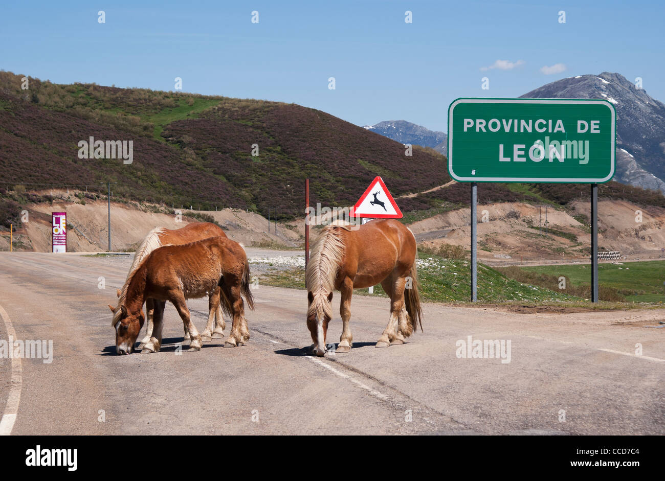 frontier between Asturias and Leon provices in the Puerto de San Isidro ...