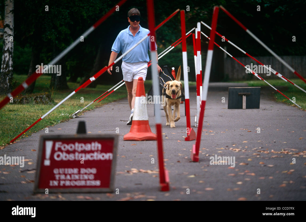 With a blindfolded trainer, a young Labrador dog learns how to ...