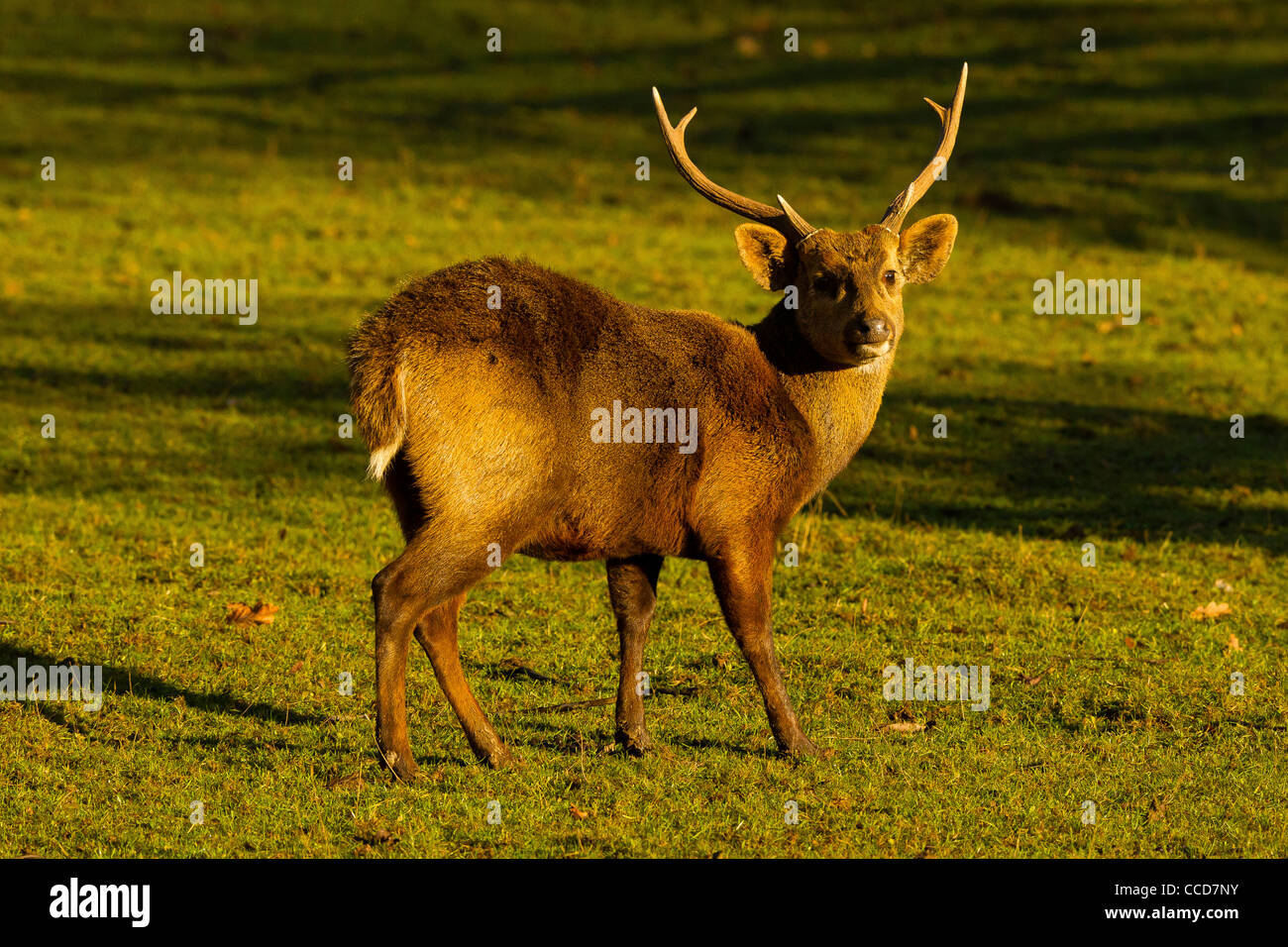 Hog Deer (Axis porcinus) Standing On Grass Stock Photo - Alamy