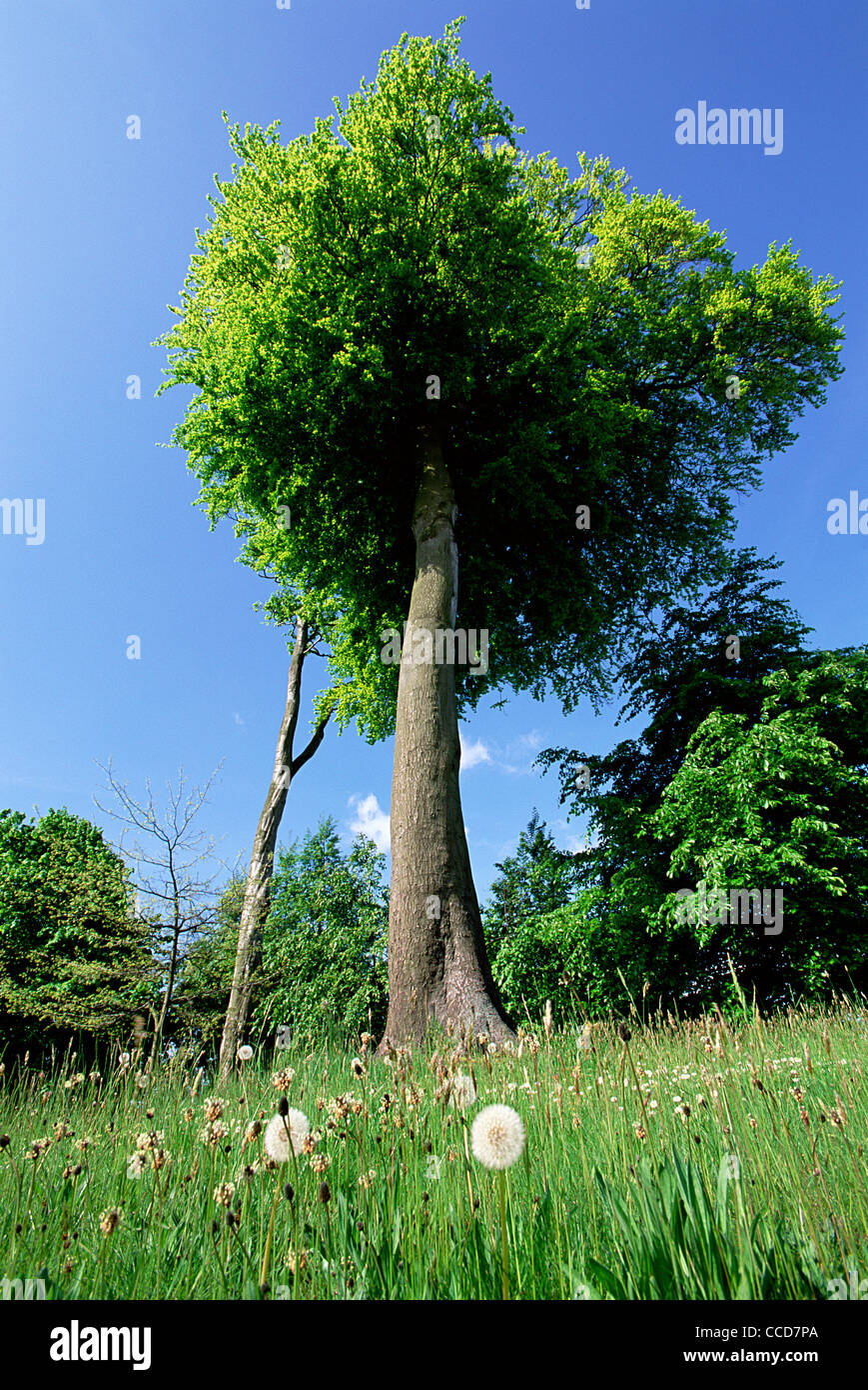 Tree in Season, Upper Malone, Belfast, Northern Ireland Stock Photo - Alamy