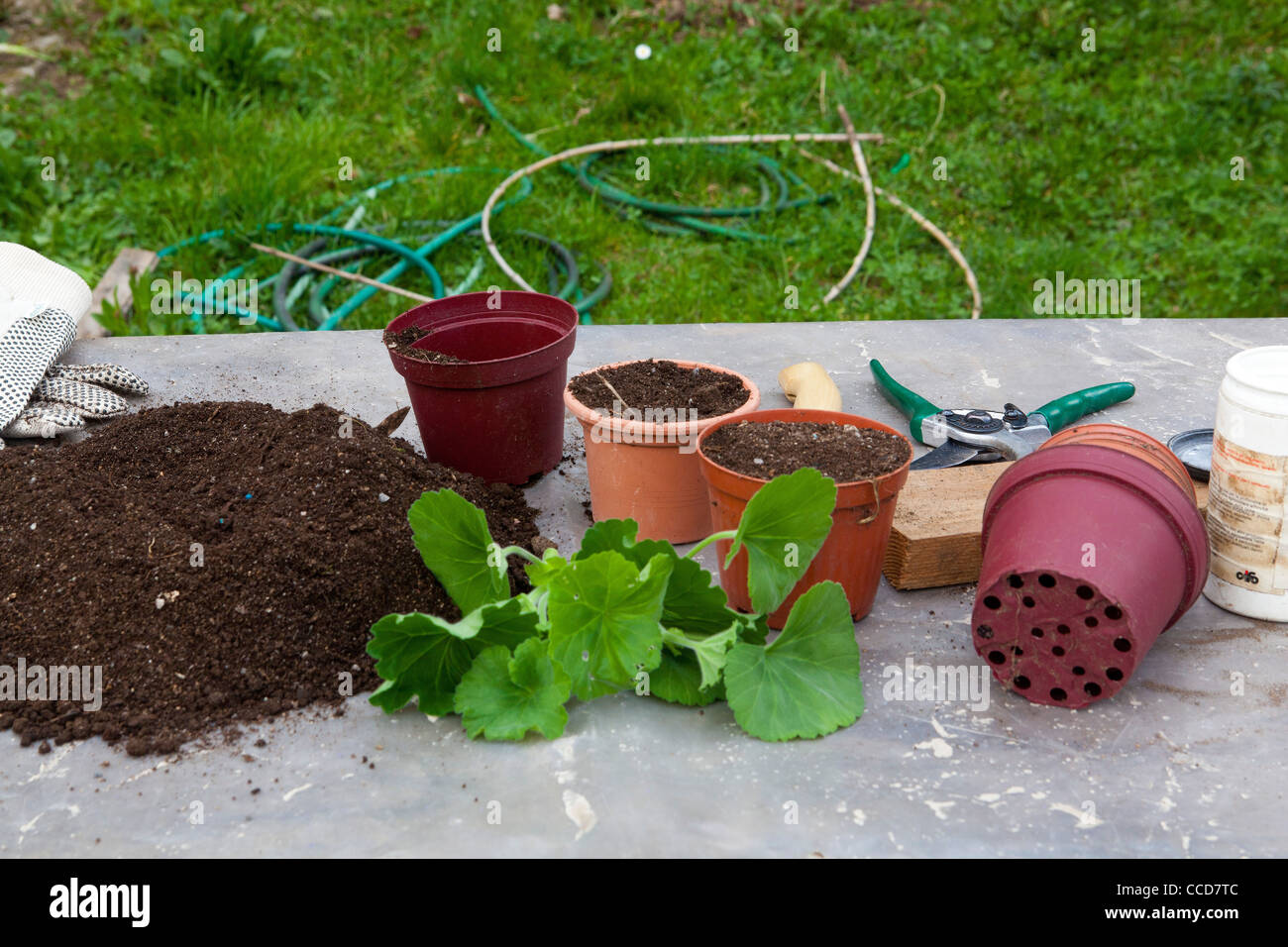 Talee of geraniums, step 2, tools for talee Stock Photo - Alamy