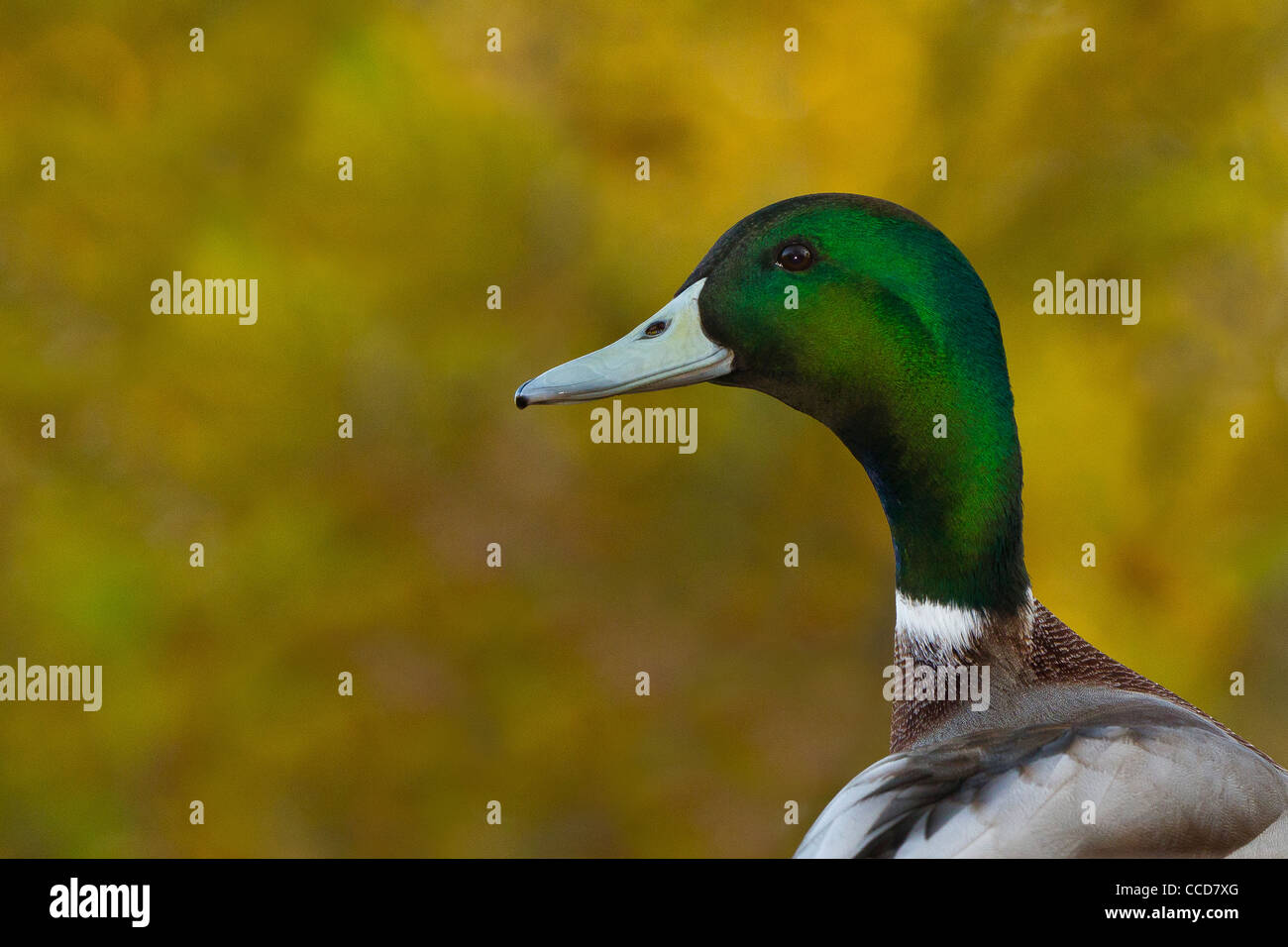 Mallard Duck (Anas platyrhynchos Stock Photo - Alamy