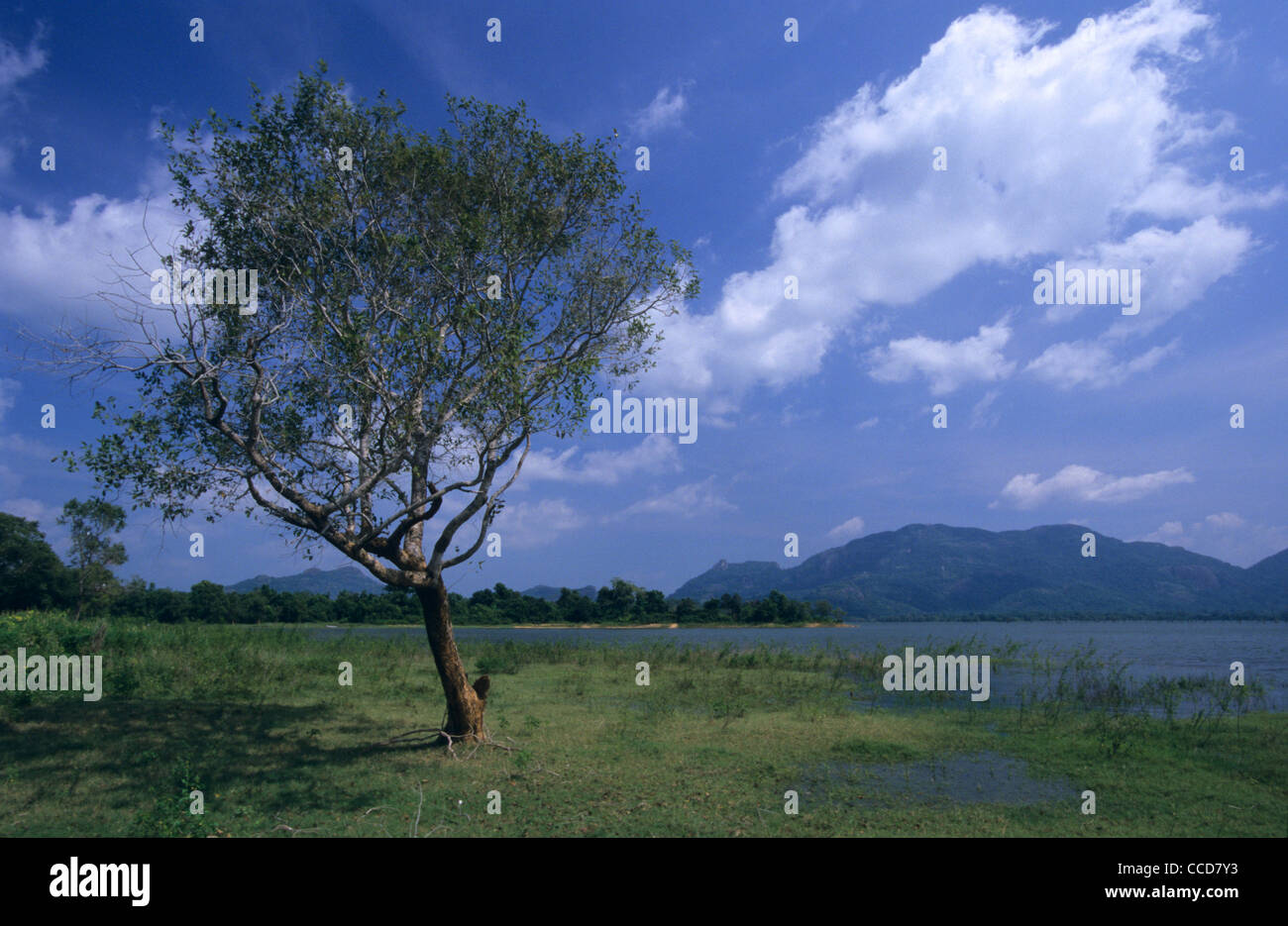 Dambulla lake, Sri Lanka Stock Photo - Alamy