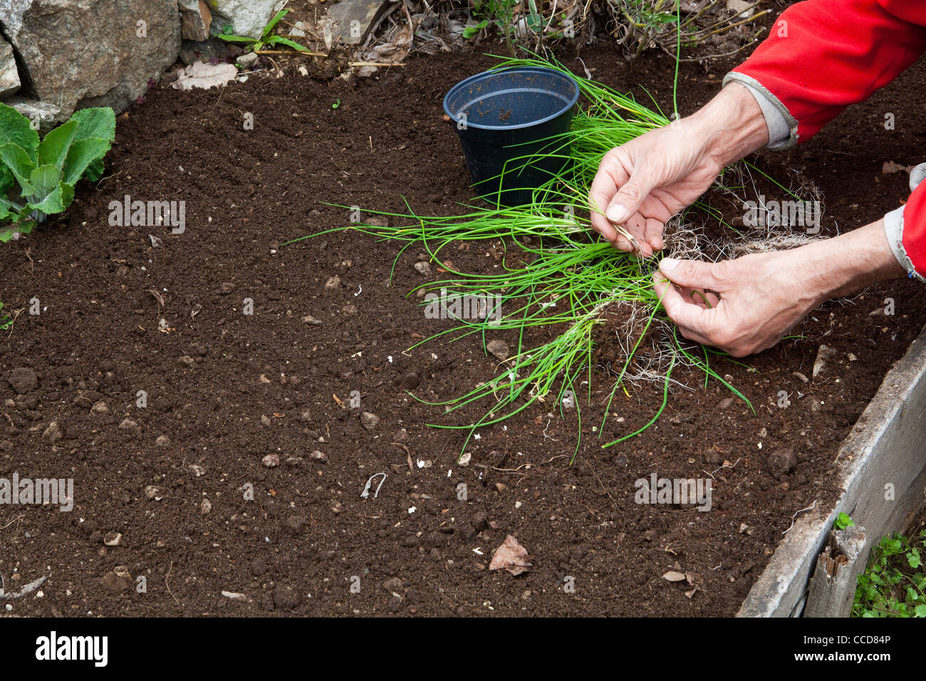 Transplant perennials (chives), step 8, bundles are divided into 2 or 3 ...
