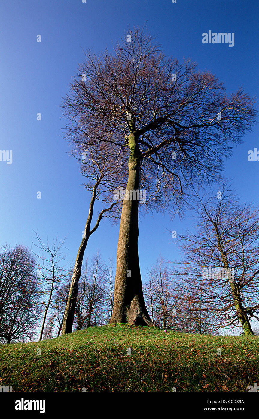 Tree in Season, Upper Malone, Belfast, Northern Ireland Stock Photo - Alamy