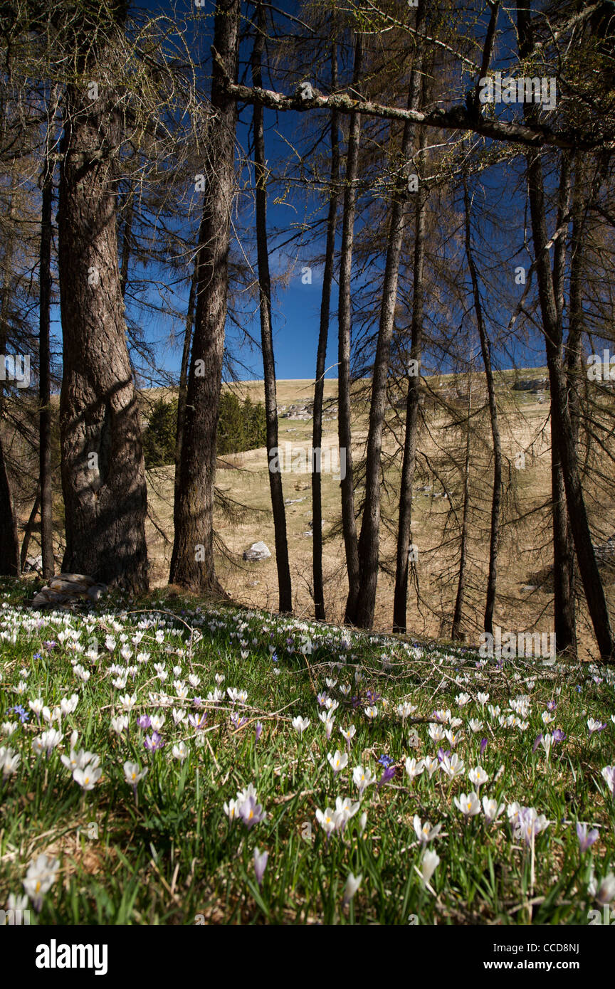 crocus in larch wood Monti Lessini, Lessinia Regional Park, Lessinia ...