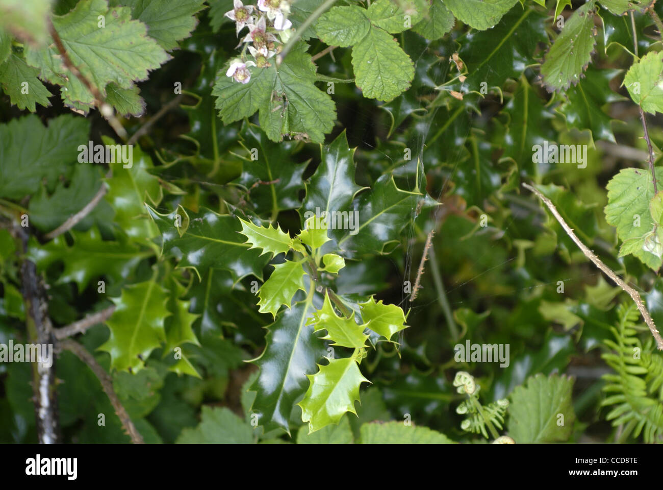 Surroundings of Lough Melvin, County Leitrim, Connacht, Ireland, Europe ...