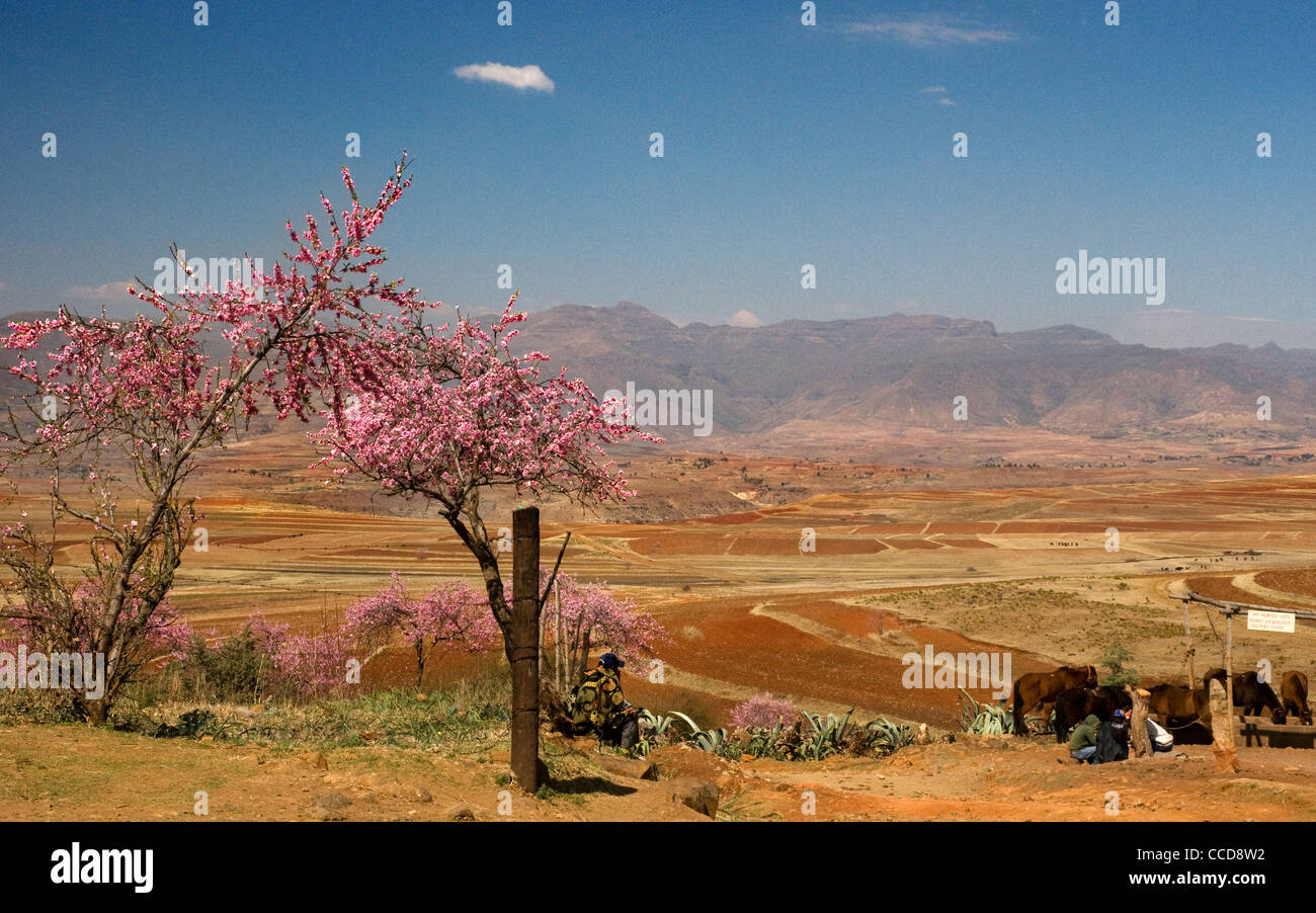 peach trees and horses, malealea village, lesotho, africa Stock Photo ...