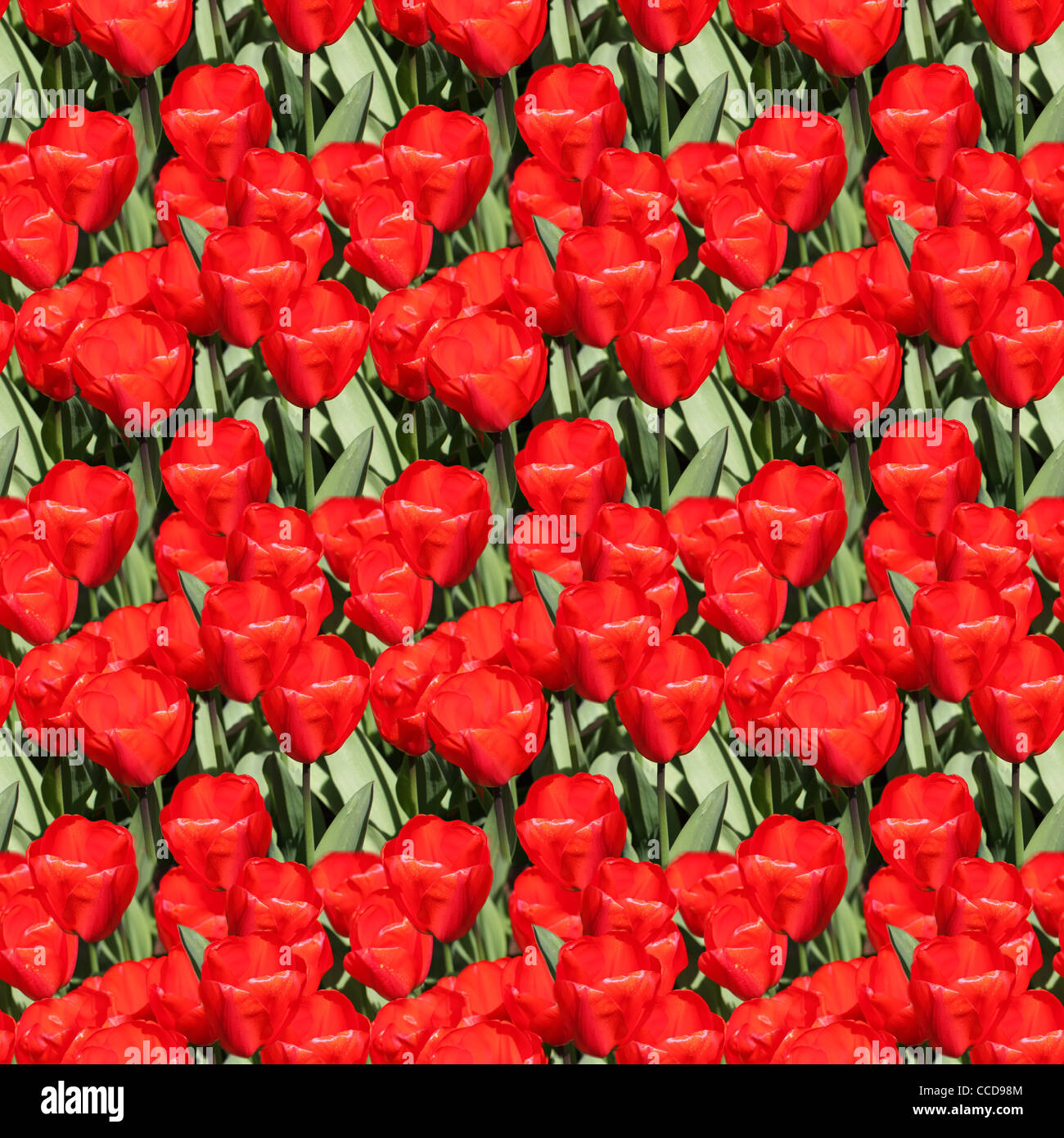 Seamless texture with tulips hi-res stock photography and images - Alamy