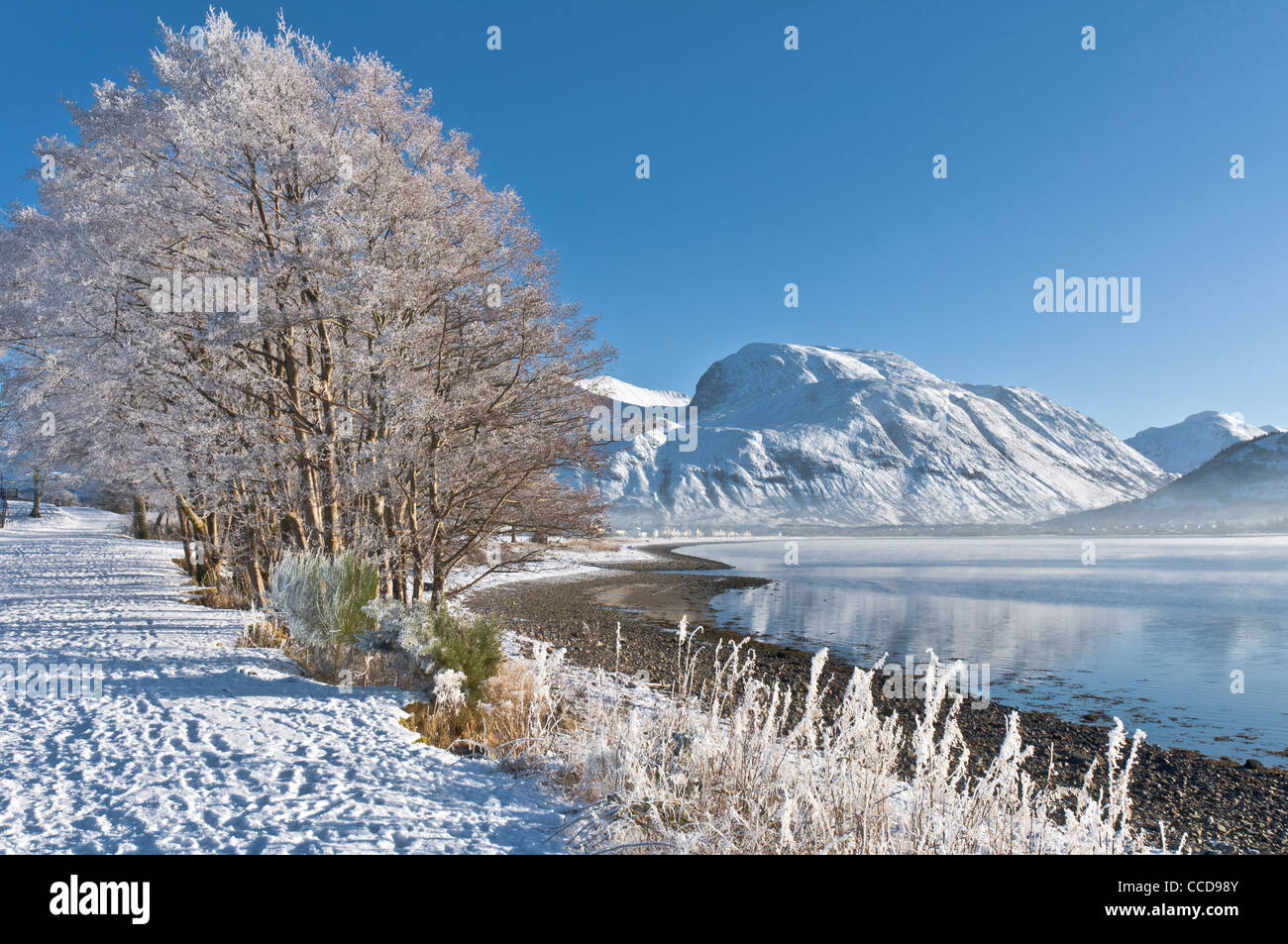 Frost covered trees beside Loch Linnhe Corpach nr Fort William Highland ...