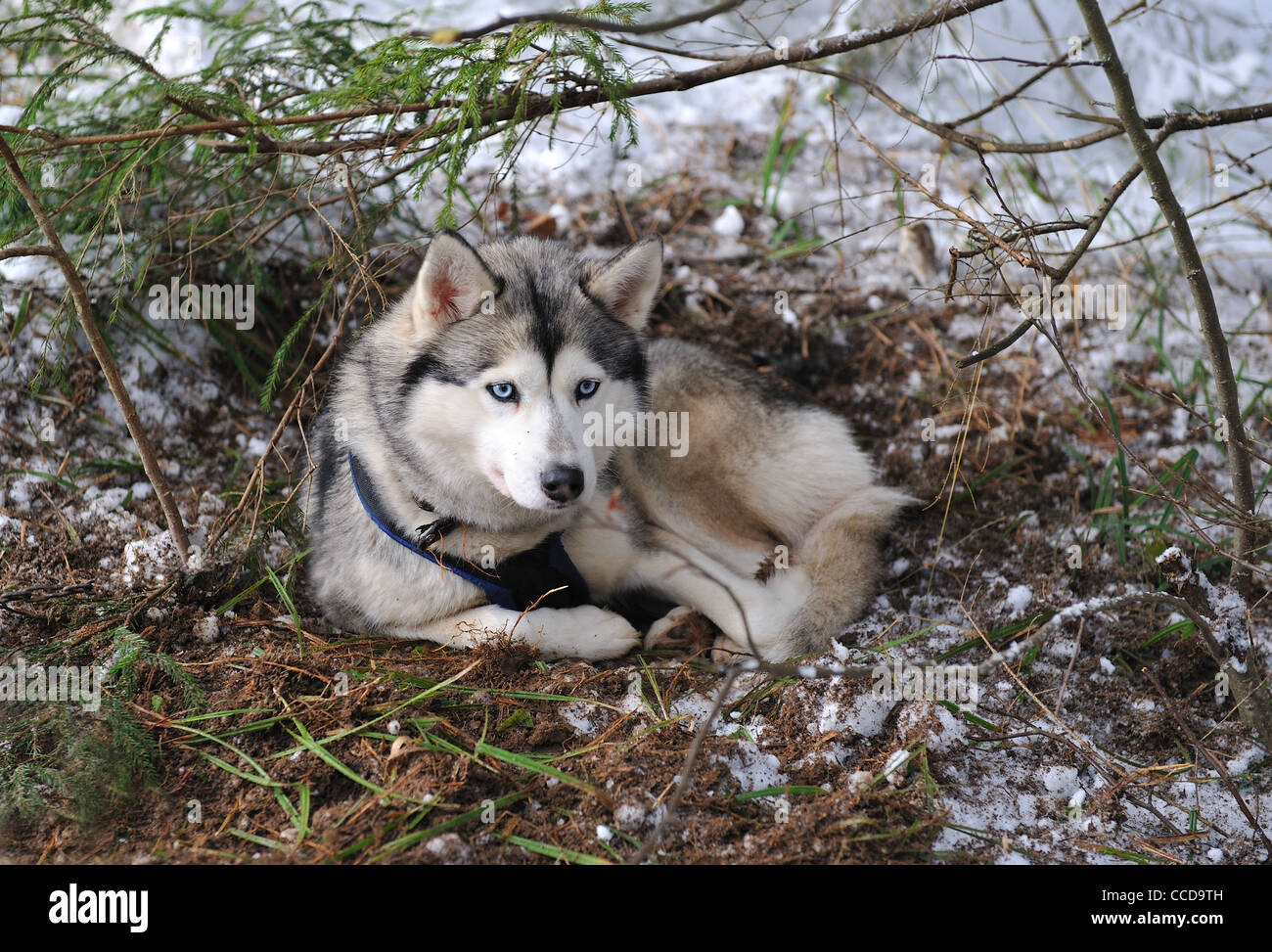 One Siberian husky dog lying on the ground Stock Photo - Alamy