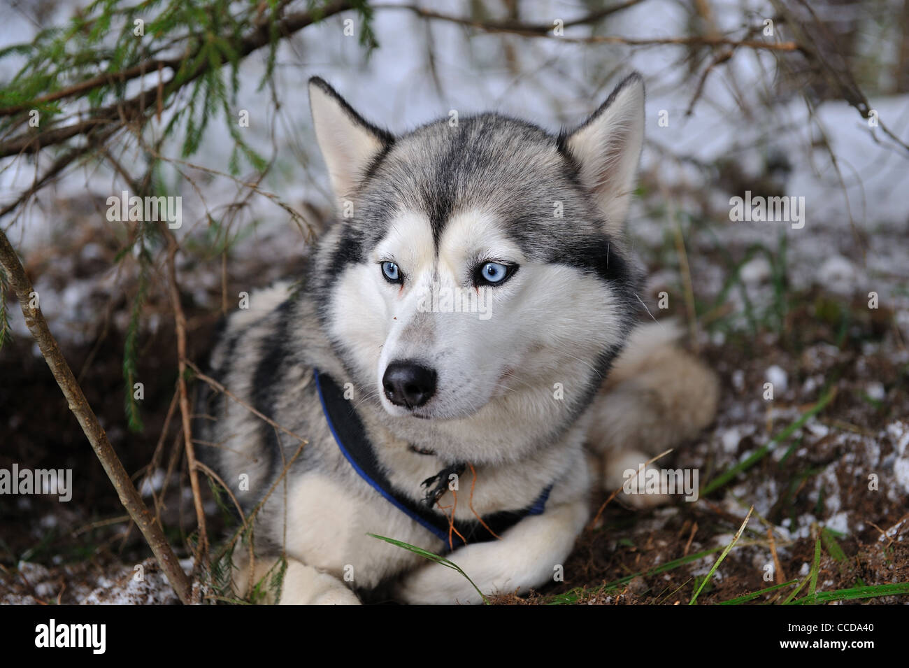 One Siberian husky dog lying on the ground Stock Photo - Alamy