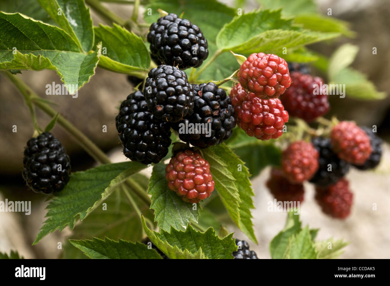 Bramble rubus fruticosus fruit hi-res stock photography and images - Alamy