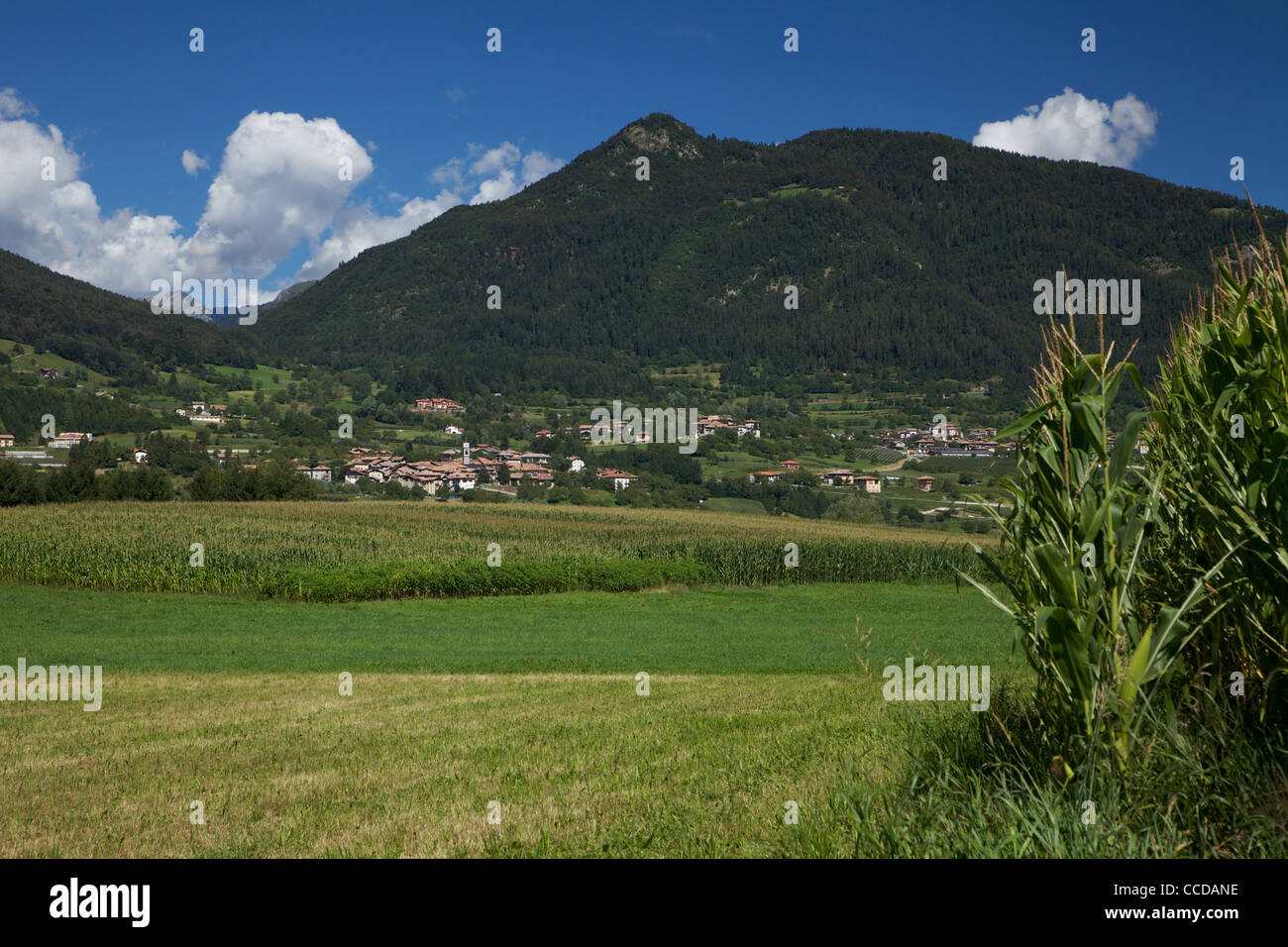cultivation of maize at Rango village, Lomaso, Bleggio, Trentino, Italy ...