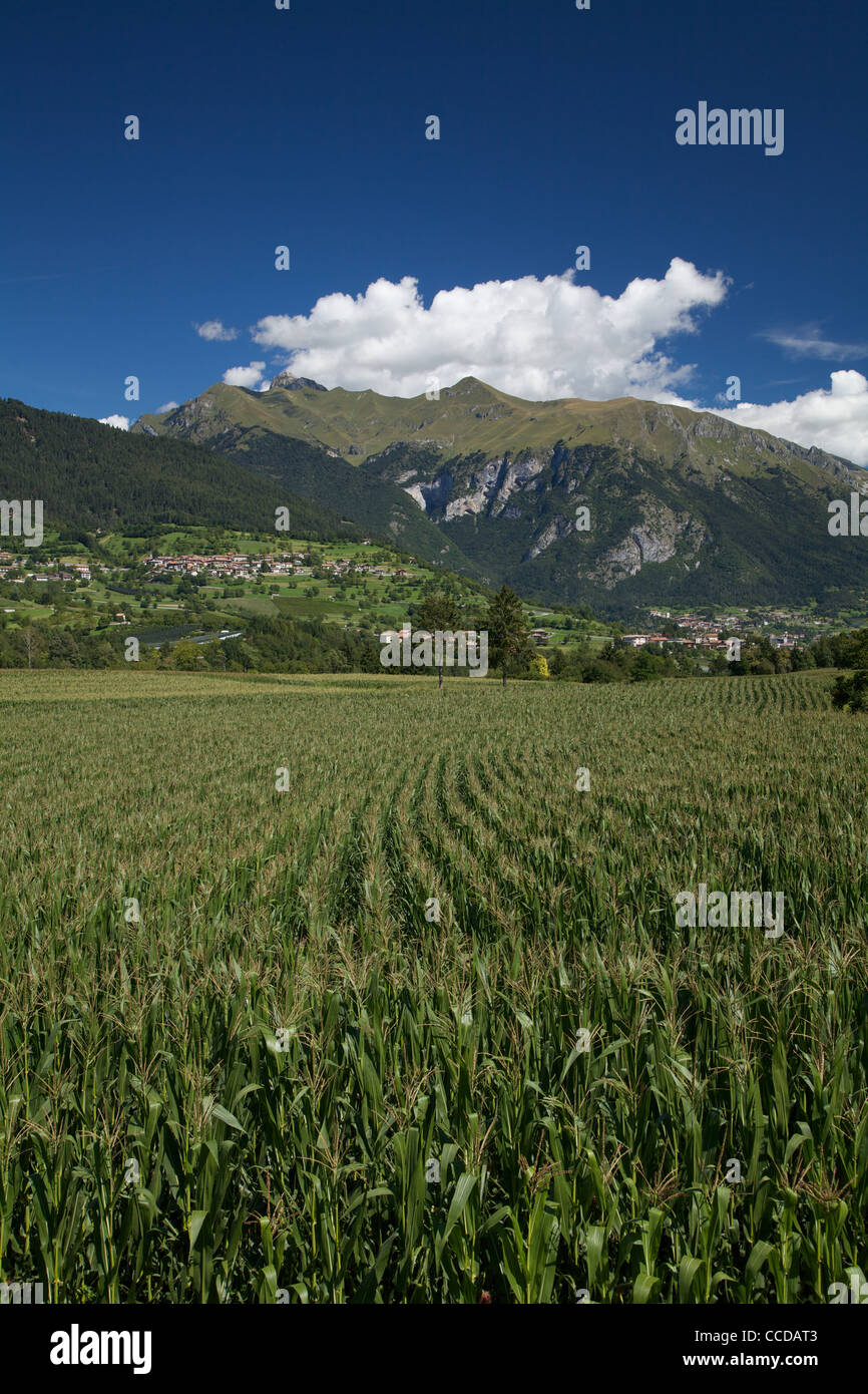cultivation of maize at Rango village, Lomaso, Bleggio, Trentino, Italy ...