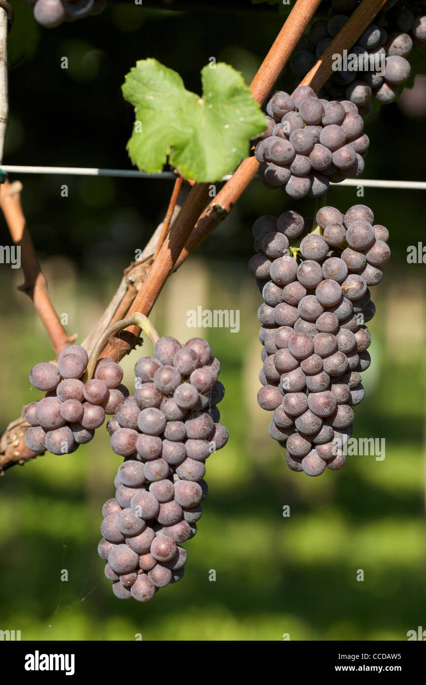 Pinot gray bunch of grapes Vallagarina, Trentino, Italy, Europe Stock ...