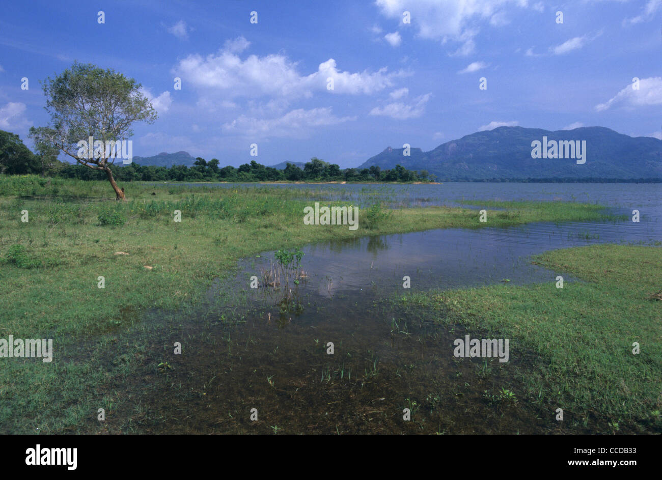 Dambulla lake, Sri Lanka Stock Photo - Alamy