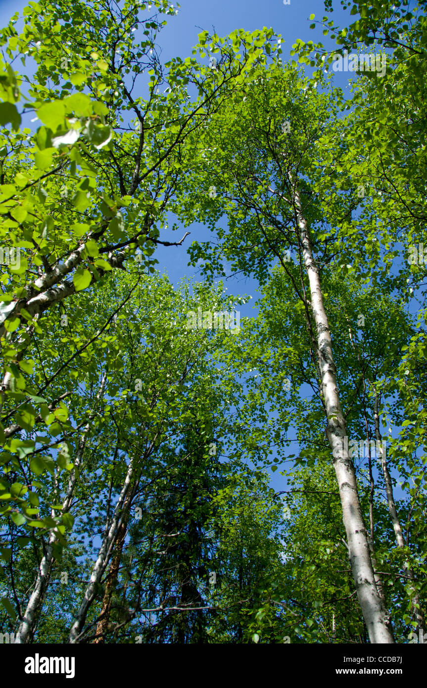 Russia, Murmansk, Lesnaya. Popular natural forest along the Tuloma ...