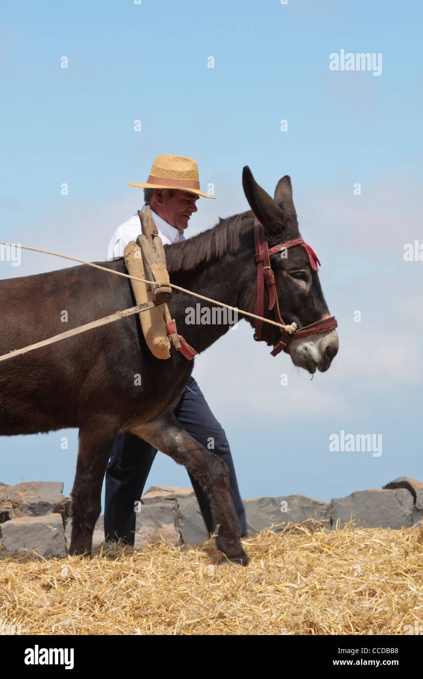 Farmer walking with mule whilst threshing corn in Chirche tenerife ...