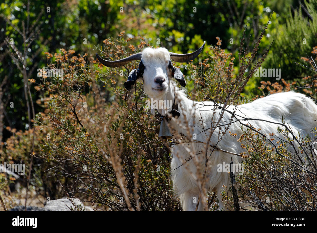 Goat, Sardinia, Italy Stock Photo - Alamy