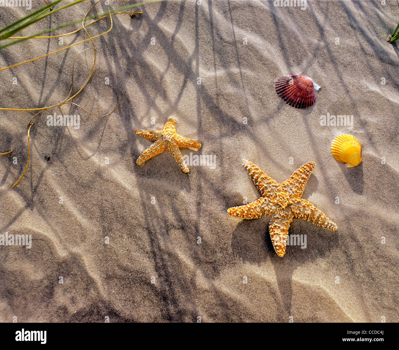Starfish and shells on sand beach Stock Photo - Alamy