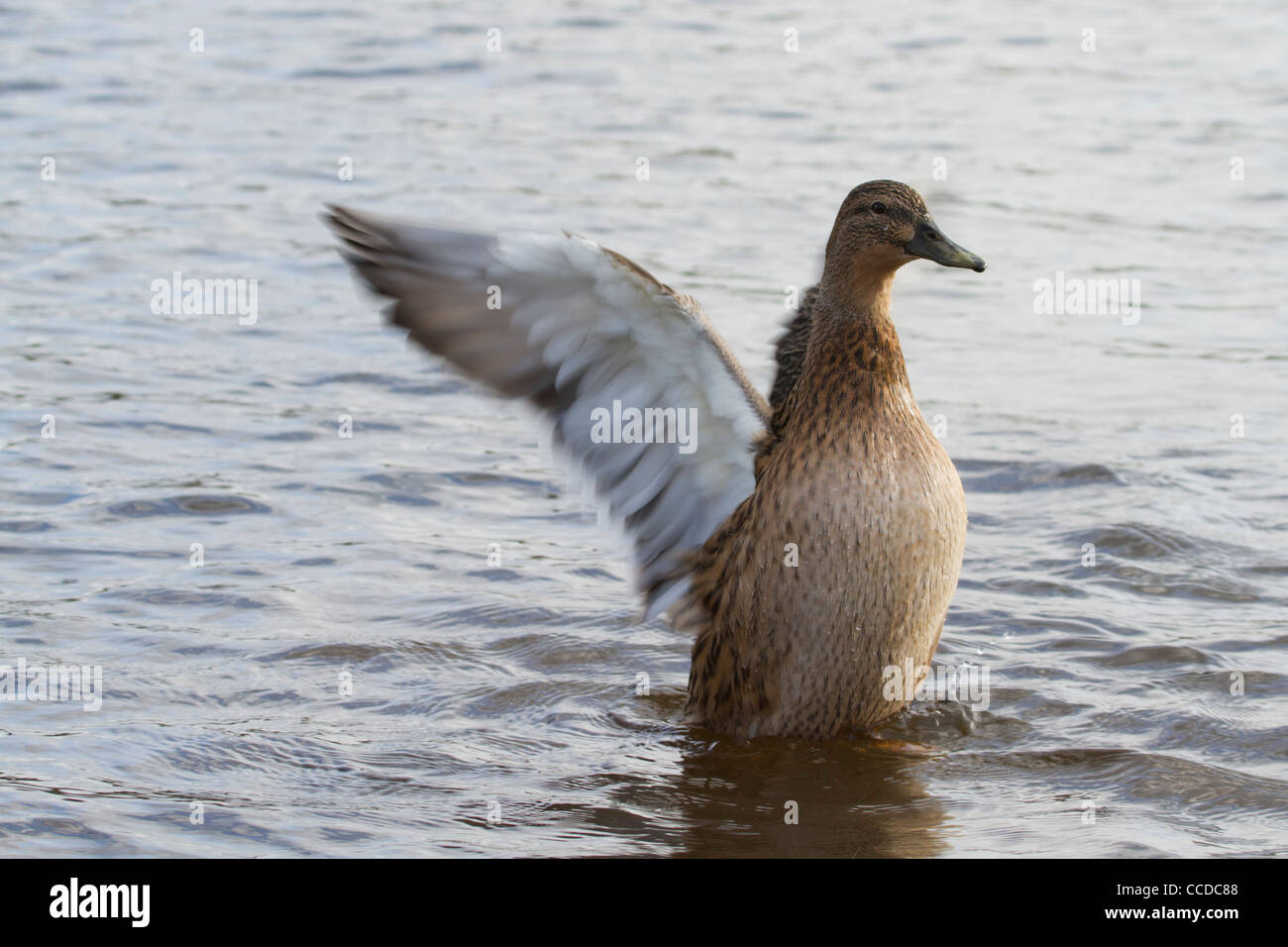 Duck flapping its wings in the water Stock Photo - Alamy