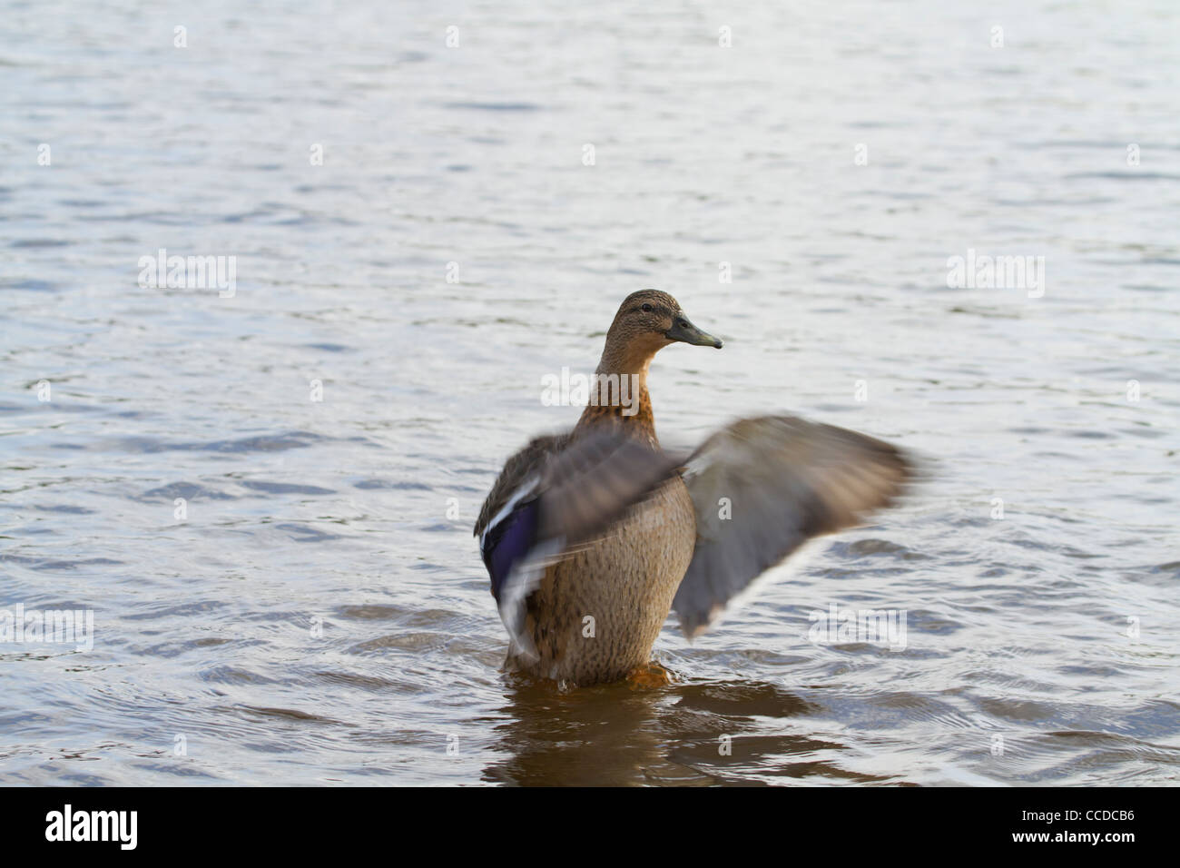 Duck flapping its wings in the water Stock Photo - Alamy