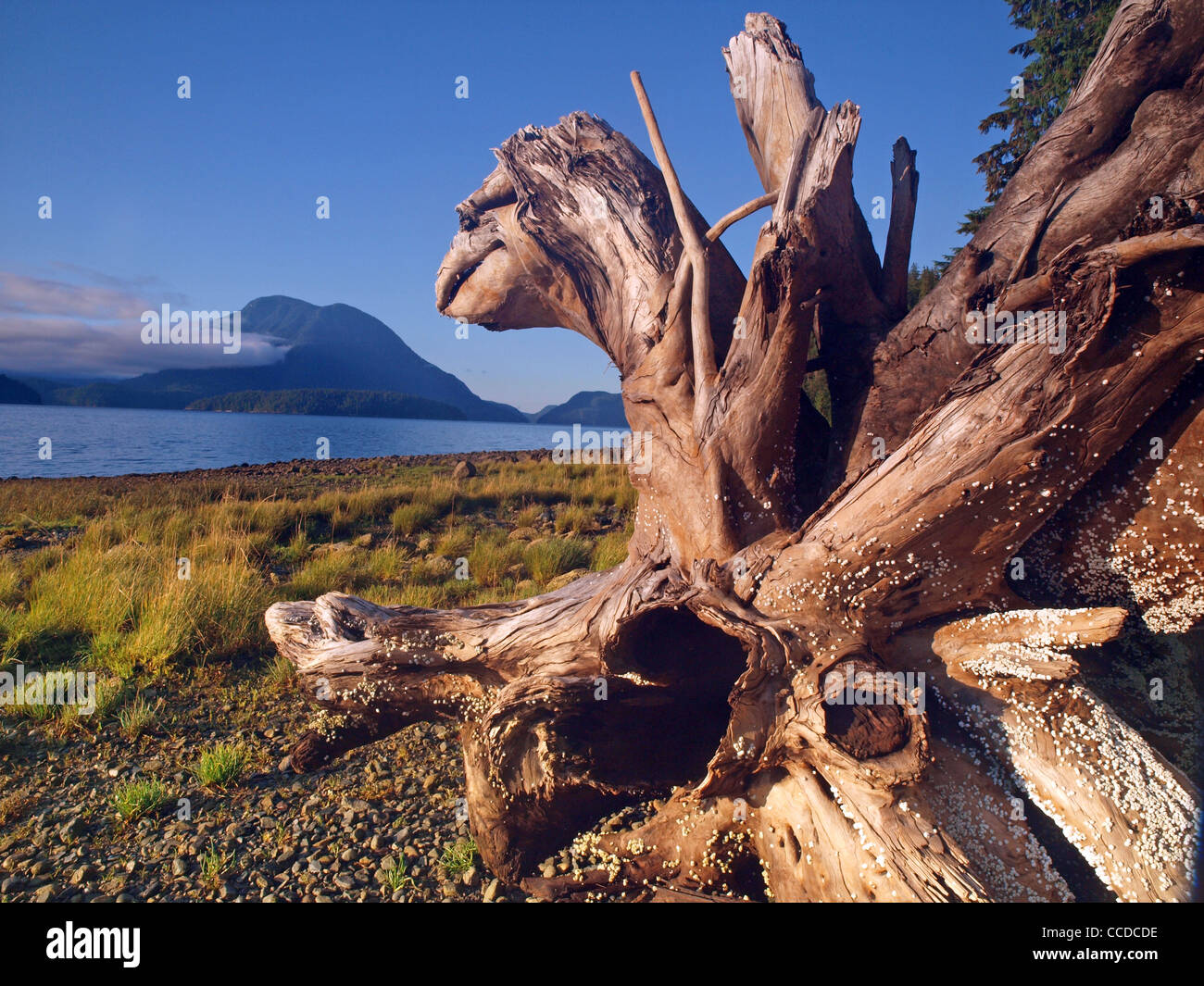 Early morning on Toba Inlet British Columbia Canada, fallen tree in ...