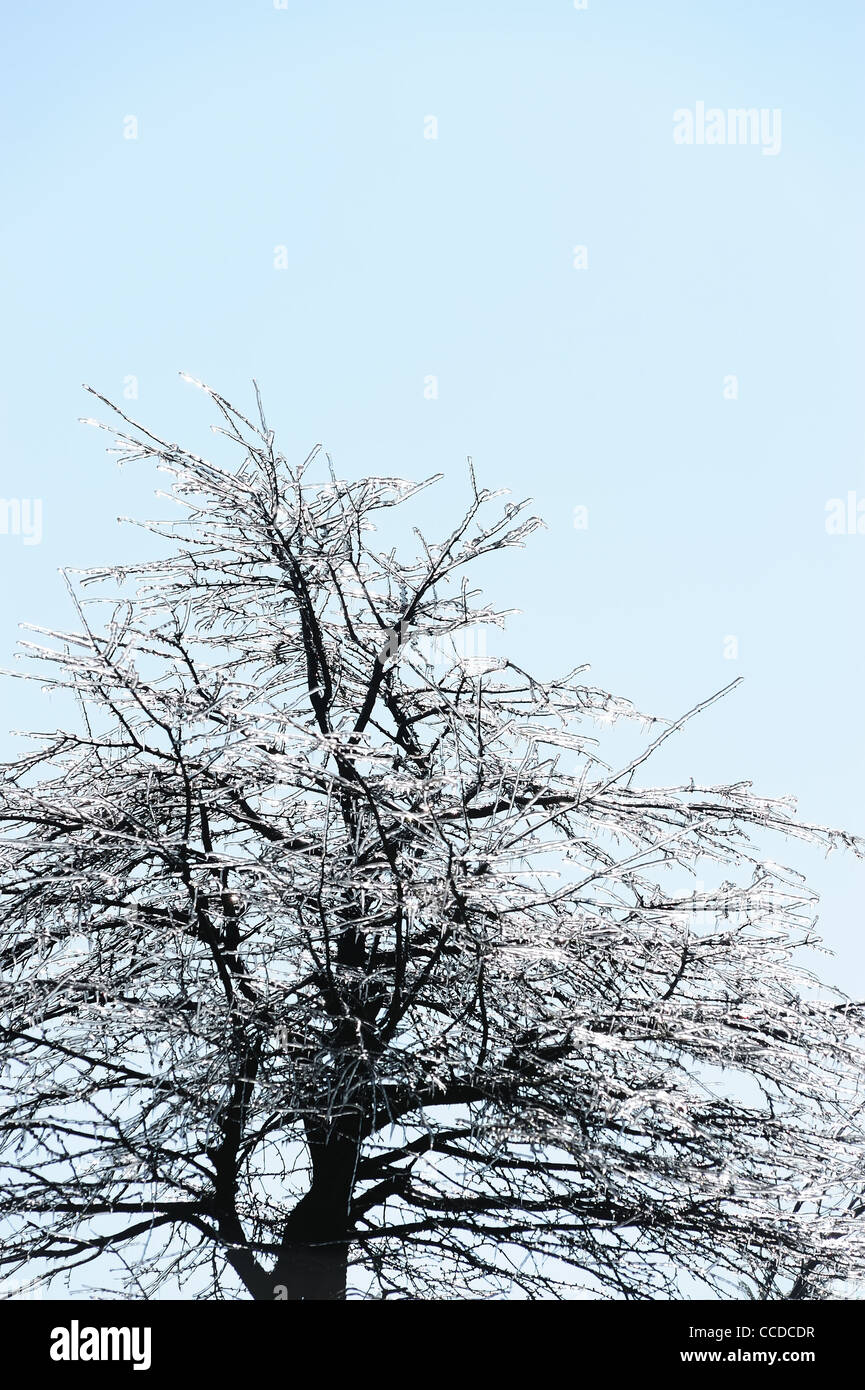 Icy tree branches in Winter Stock Photo - Alamy