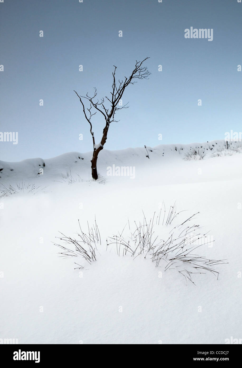 a lone tree in fresh snow near Buxton in the Peak District National ...
